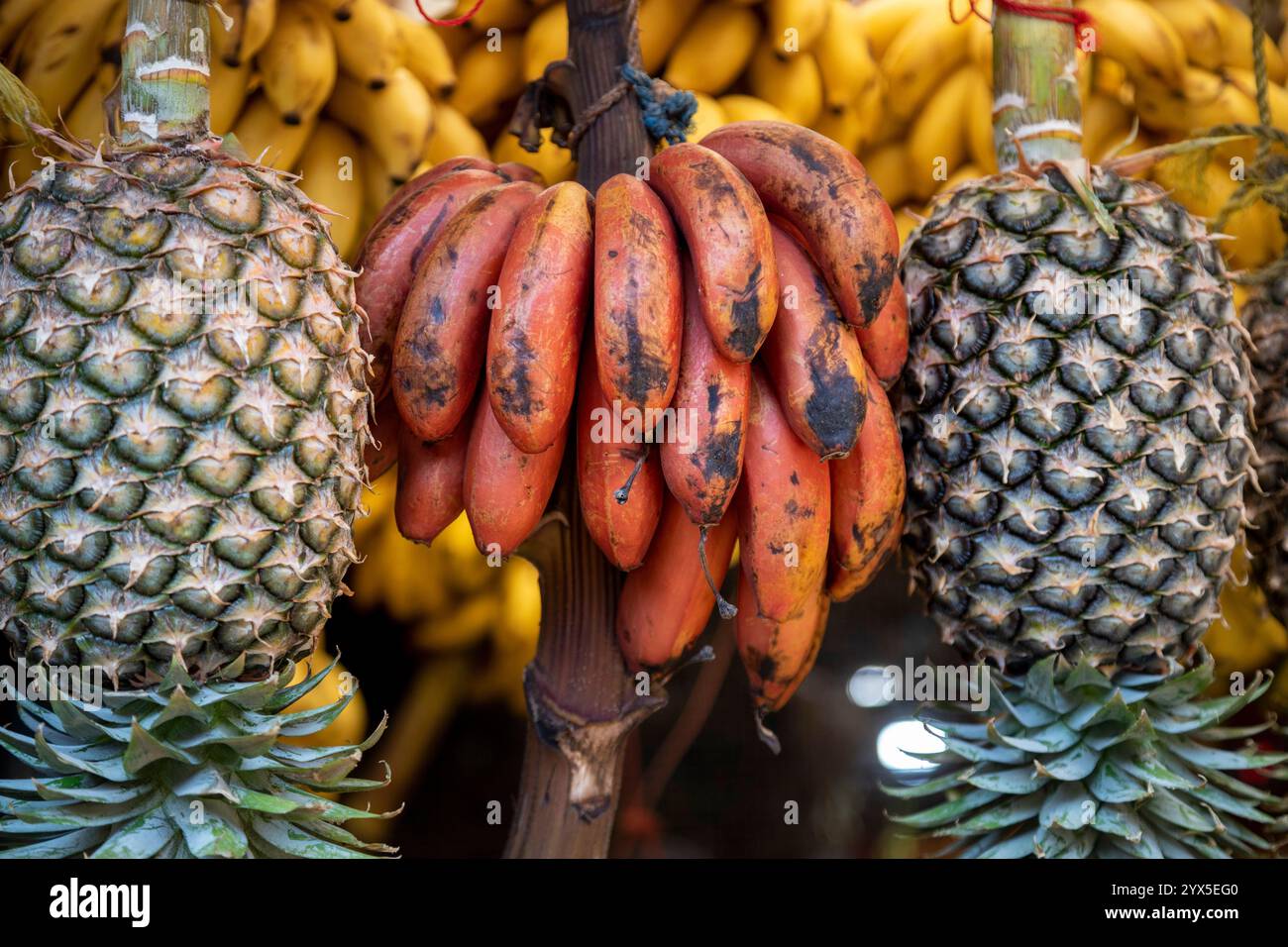 Bunch of fresh small red bananas and pineapples with part of stalk ...