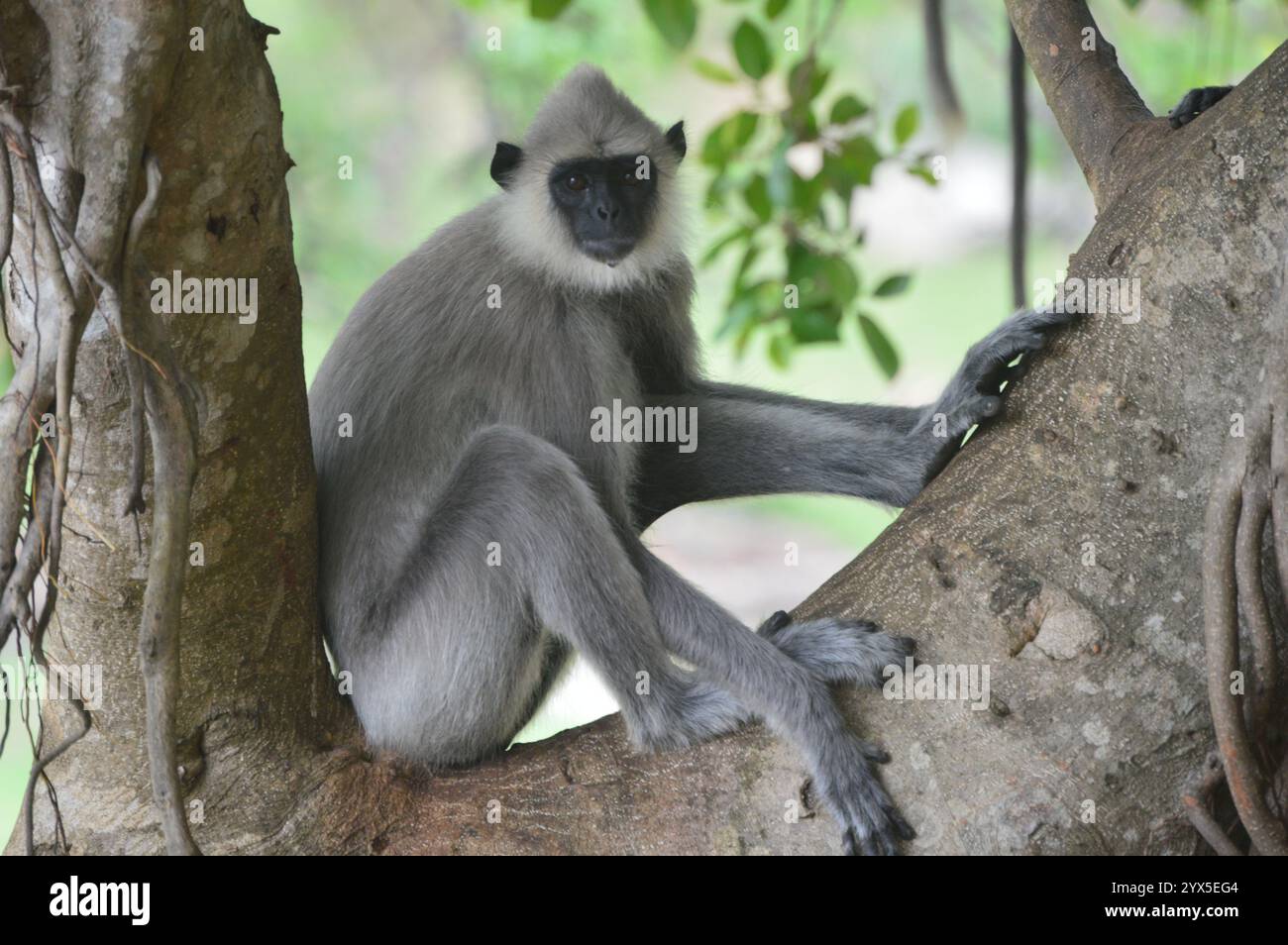Moneky in a tree hi-res stock photography and images - Alamy