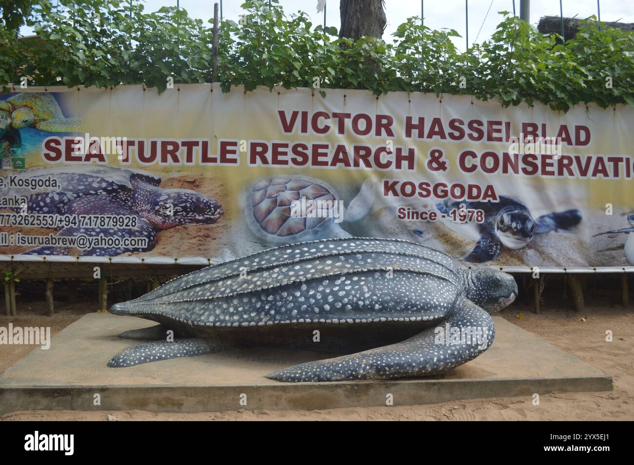 Victor hasselblad sea turtle research hi-res stock photography and ...