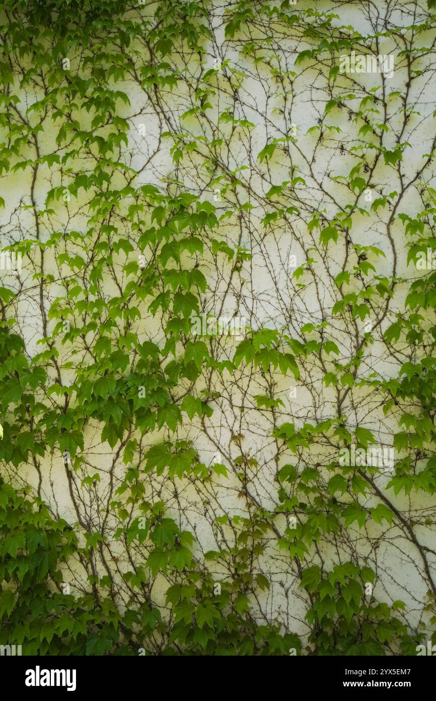 Vitis - Climbing vines on white stucco wall in Chinese Garden in late ...