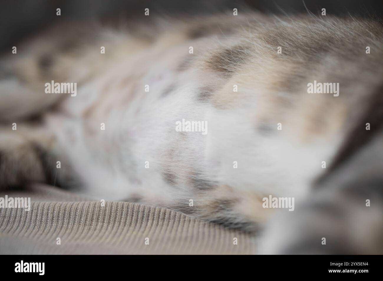 Fluffy cat's stomach close-up Stock Photo - Alamy