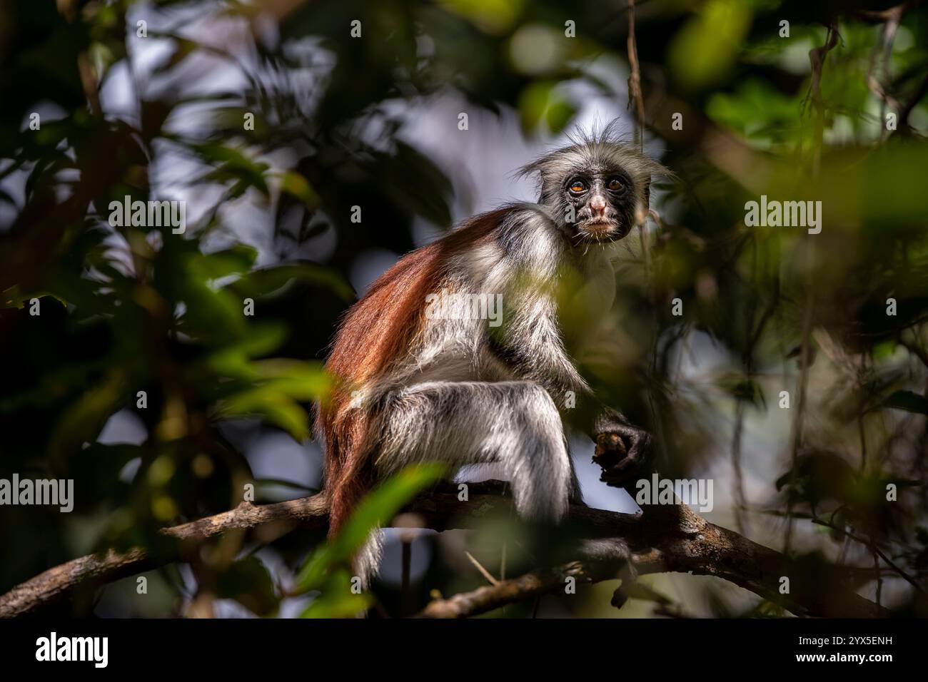 A Zanzibar red colobus monkey with an unnaturally short, stubby tail ...