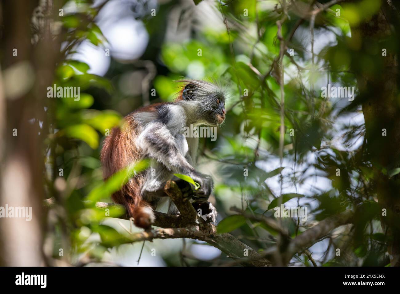 A Zanzibar red colobus monkey with an unnaturally short, stubby tail ...