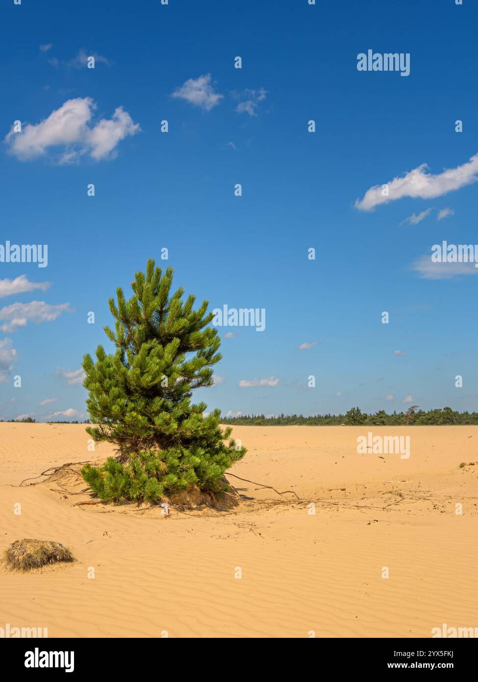 pine tree in a sand desert with a blue sky at Dutch nature park ...