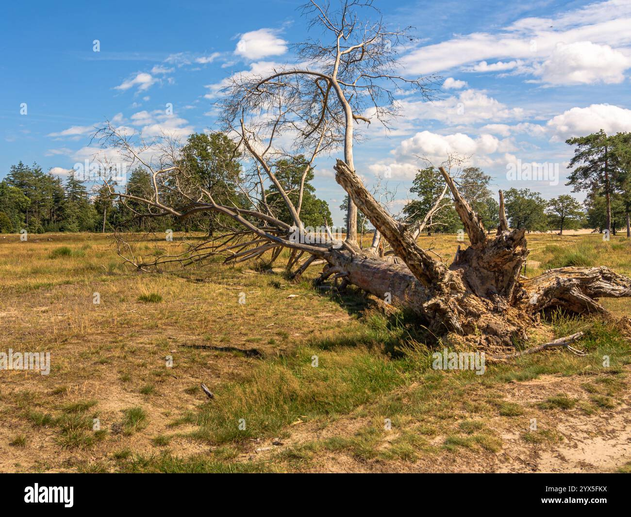 fallen tree in a nature reserve Stock Photo - Alamy