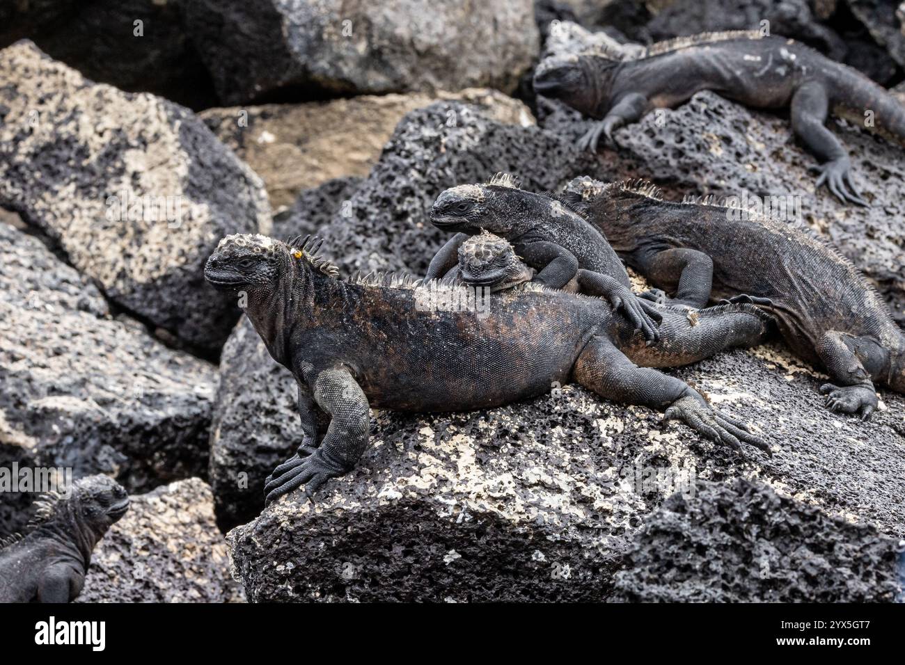 Marine Iguana (Amblyrhynchus cristatus mertensis), Sombrero Chino ...