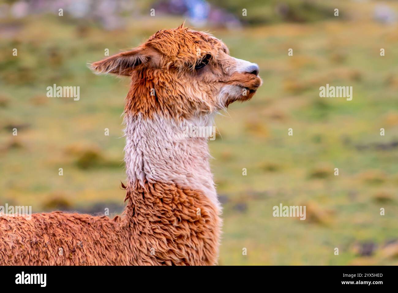 Alpaca and llama animal herds in Andes mountain pasture, Peru. Cute ...