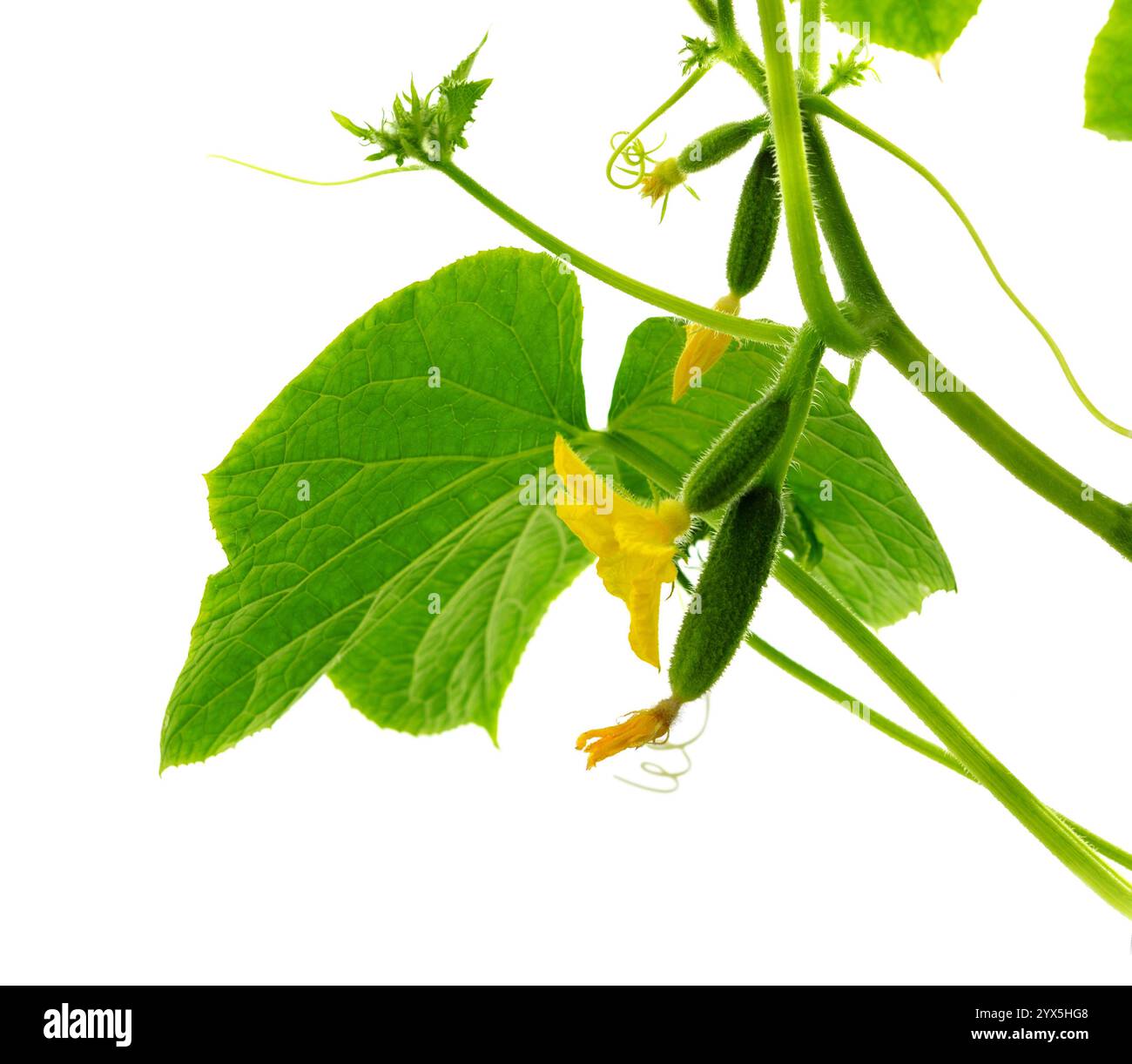 Cucumbers. Fresh green cucumber with leaf and flower isolated on white ...