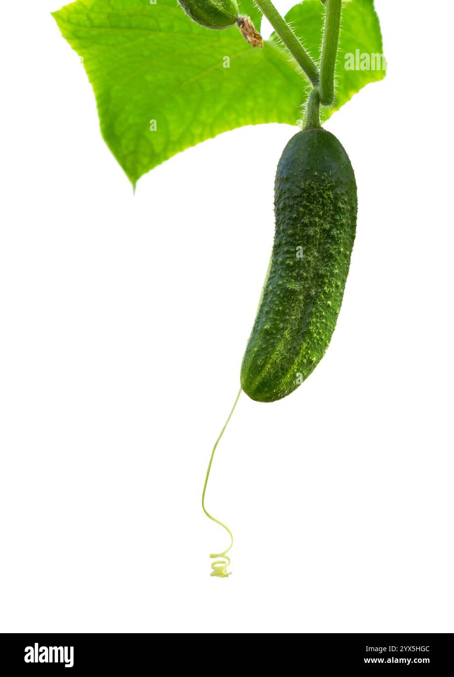 Cucumbers. Fresh green cucumber with leaf isolated on white background ...