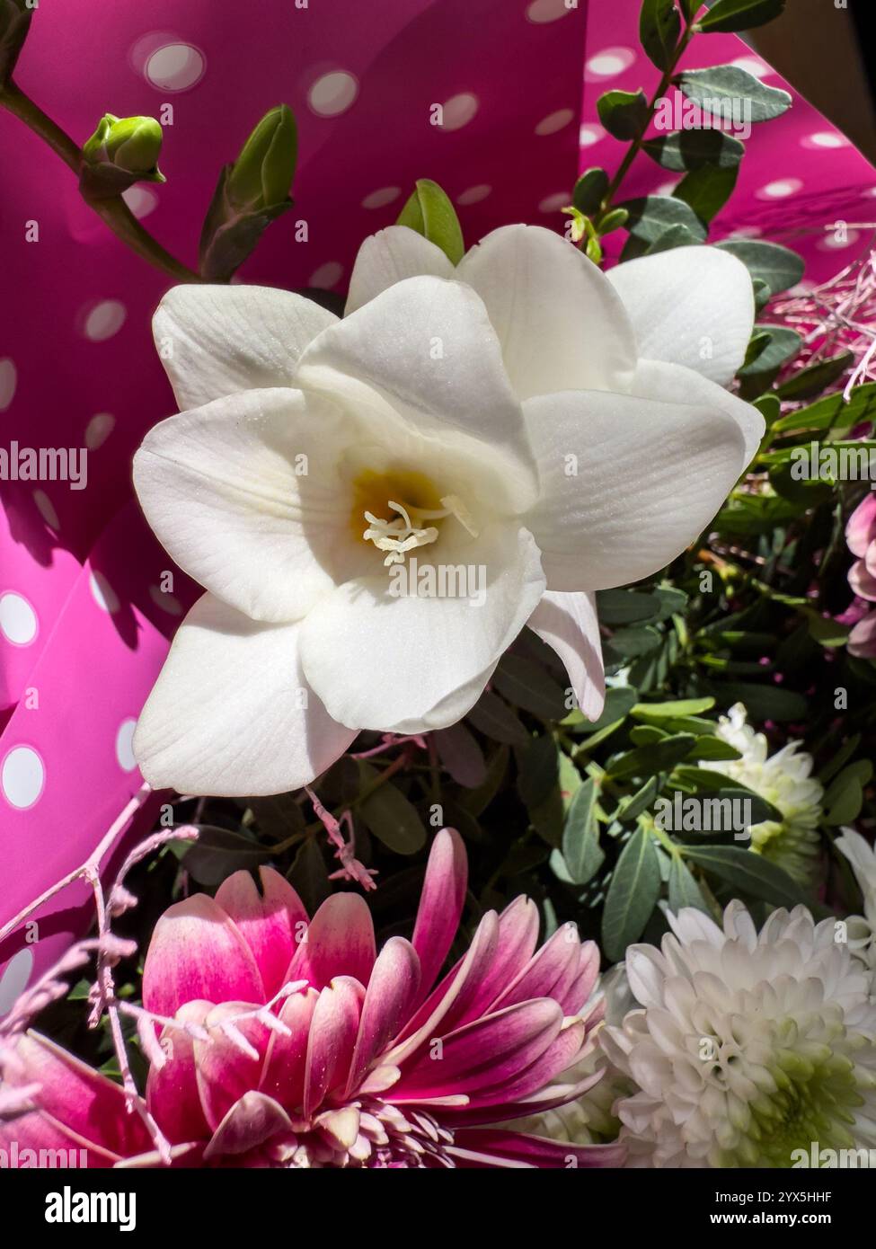 Freesia refracta, alba (Freesia leichtlinii Klatt) white flower in ...