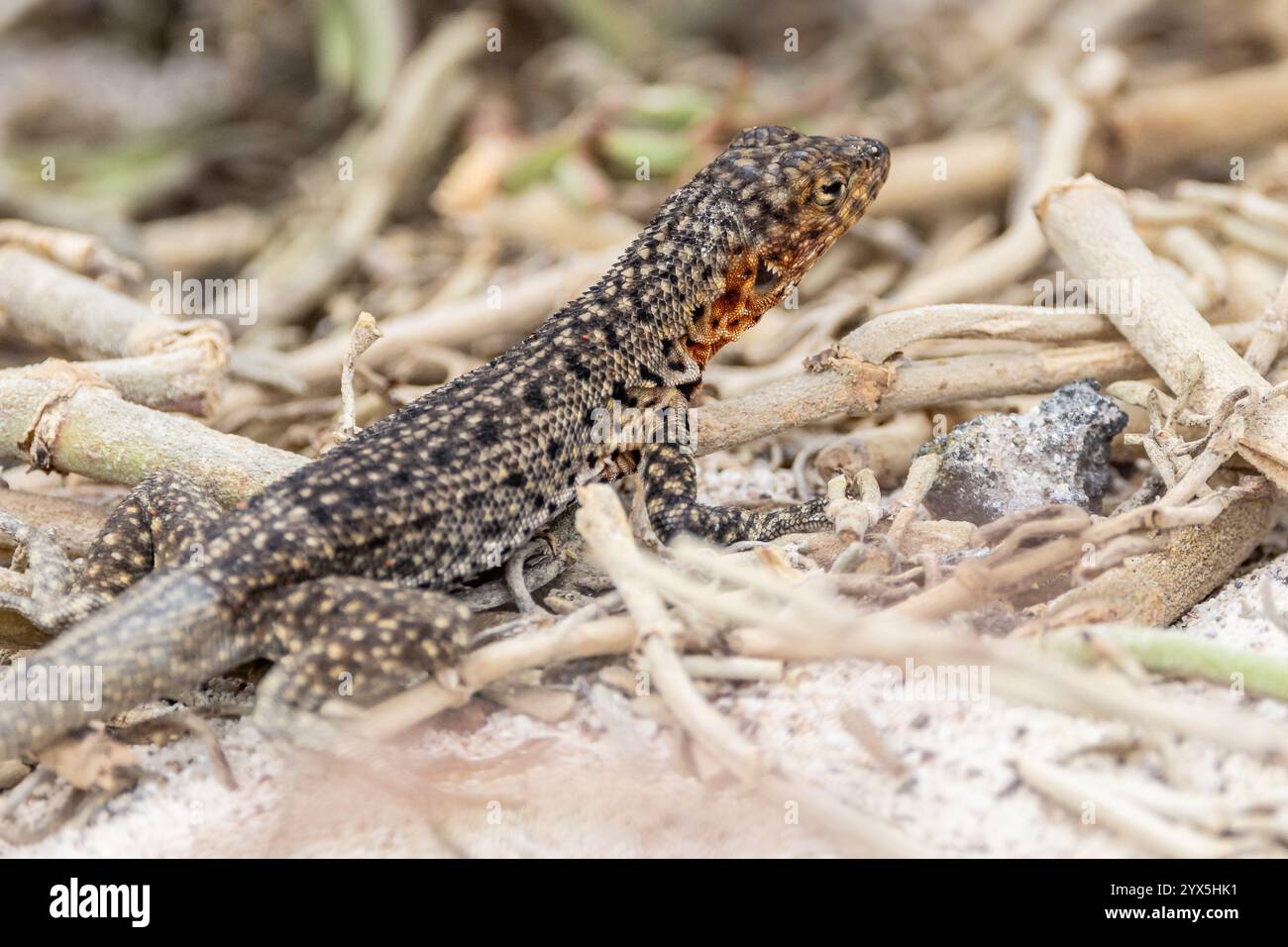 Santiago Lava Lizard (Microlophus jacobi). Sombrero Chino, Galapagos ...