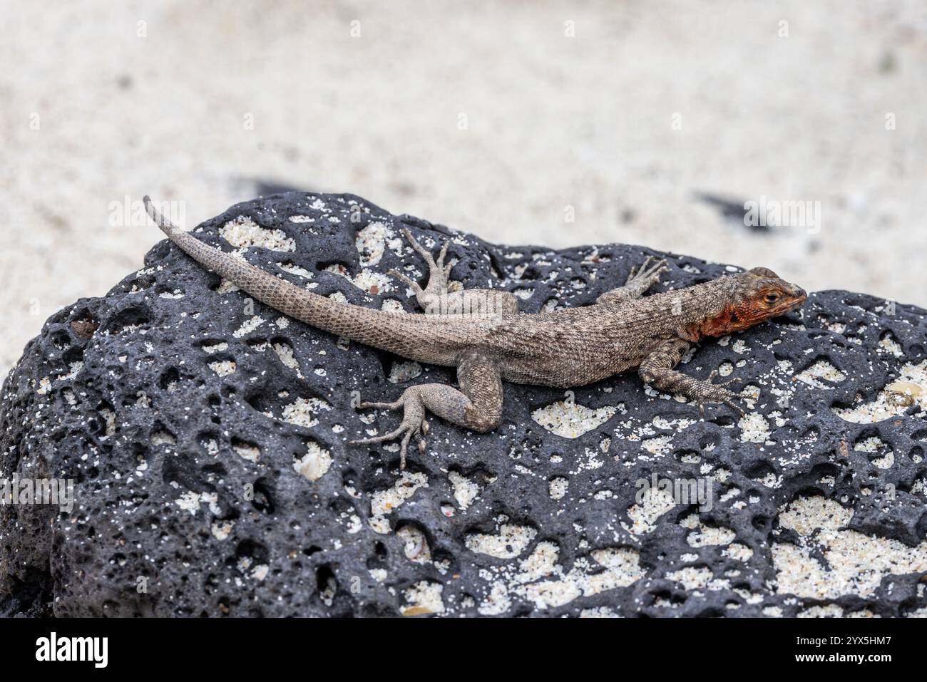 Santiago Lava Lizard (Microlophus jacobi). Sombrero Chino, Galapagos ...