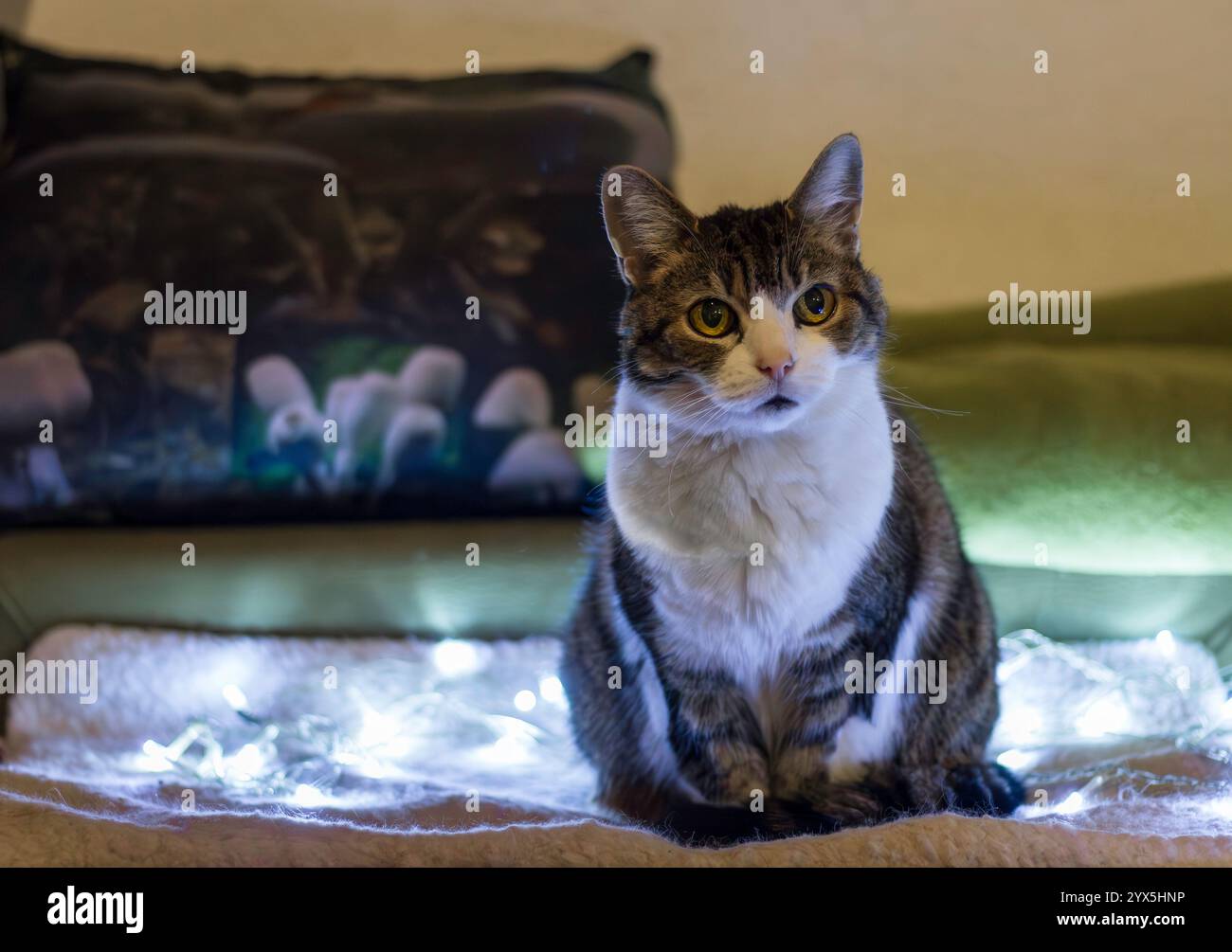 Adorable tabby cat illuminated hi-res stock photography and images - Alamy