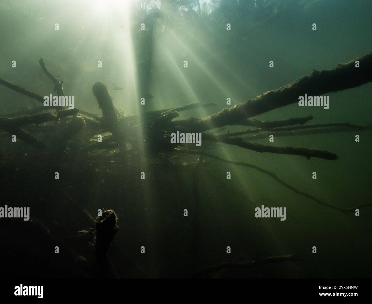 Old beaver's nutrition raft underwater Stock Photo - Alamy