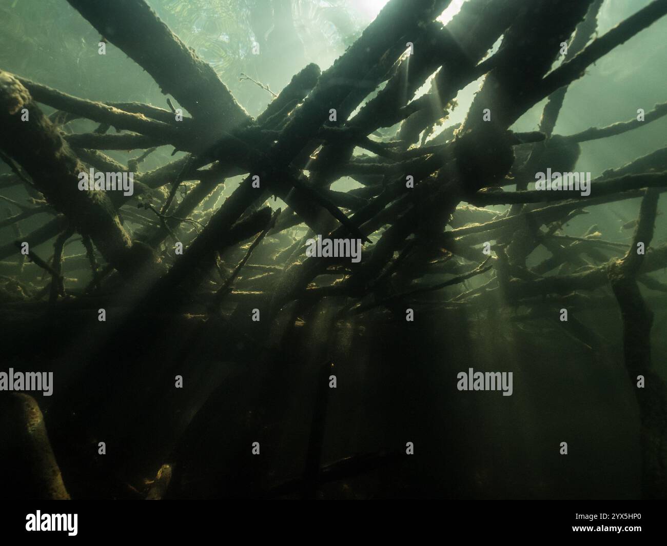 Old beaver's nutrition raft underwater Stock Photo - Alamy