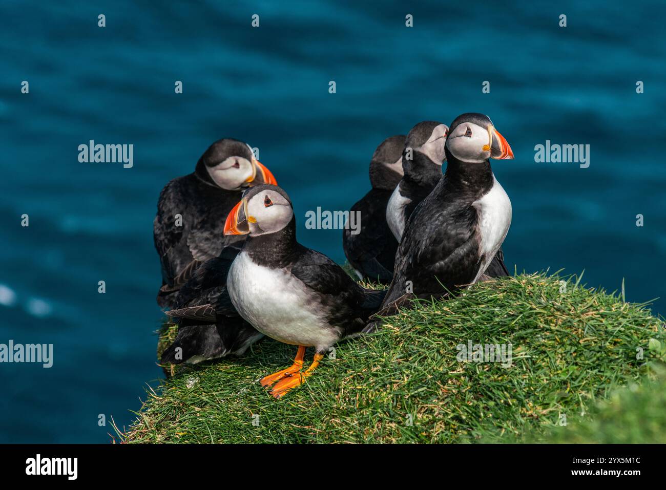 Colorful Puffins on a Green Cliff in the Faroe Islands Stock Photo - Alamy