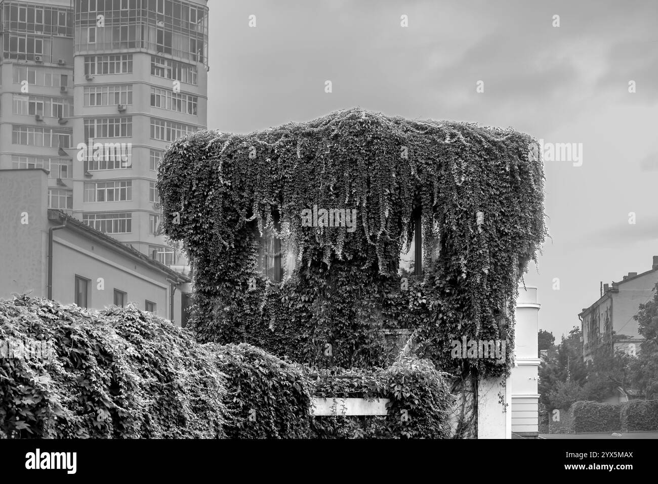 Overgrowth Black and White Stock Photos & Images - Alamy