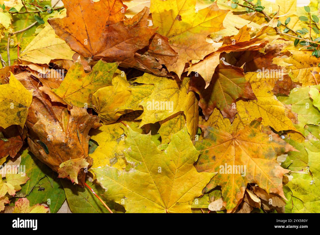 Fallen maple leaves as a symbol of the golden season Stock Photo - Alamy