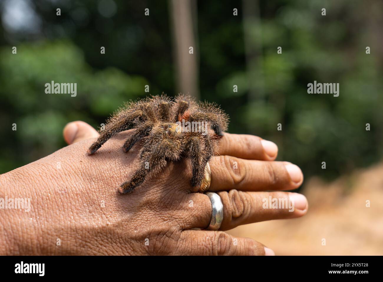 Goliath Birdeater Tarantula (Theraphosa blondi) in the Rainforest of ...