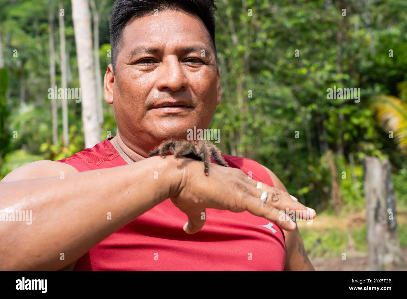 Goliath Birdeater Tarantula (Theraphosa blondi) in the Rainforest of ...