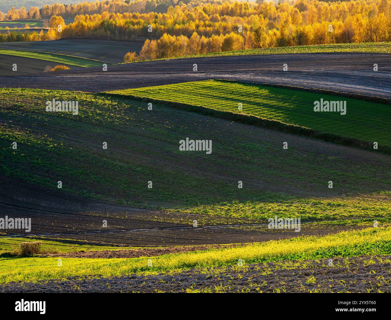 An autumn agricultural landscape.. Here is an image depicting an autumn ...