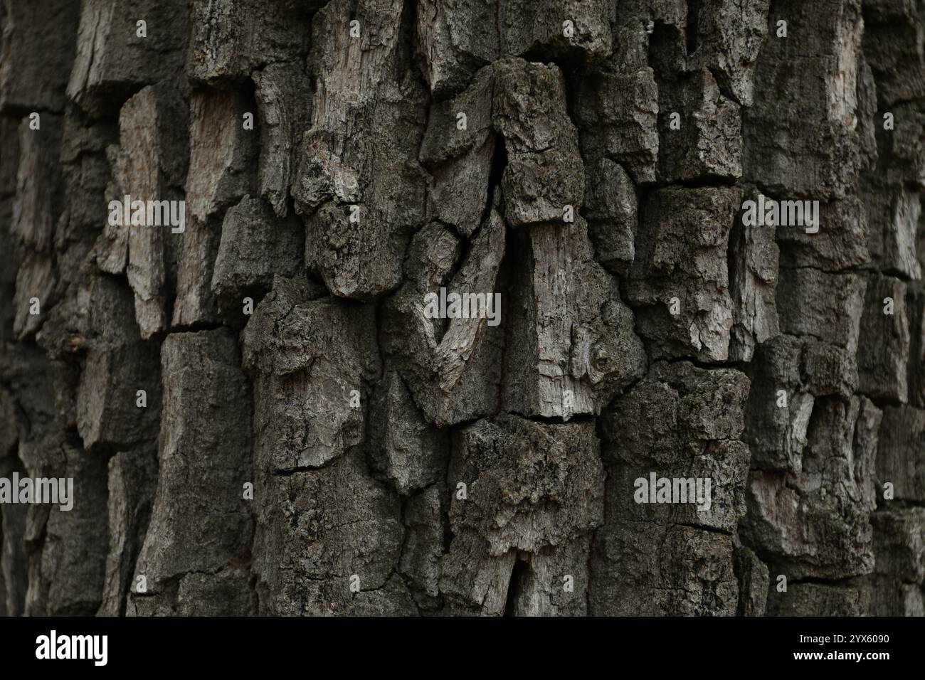 Tree bark natural hi-res stock photography and images - Alamy