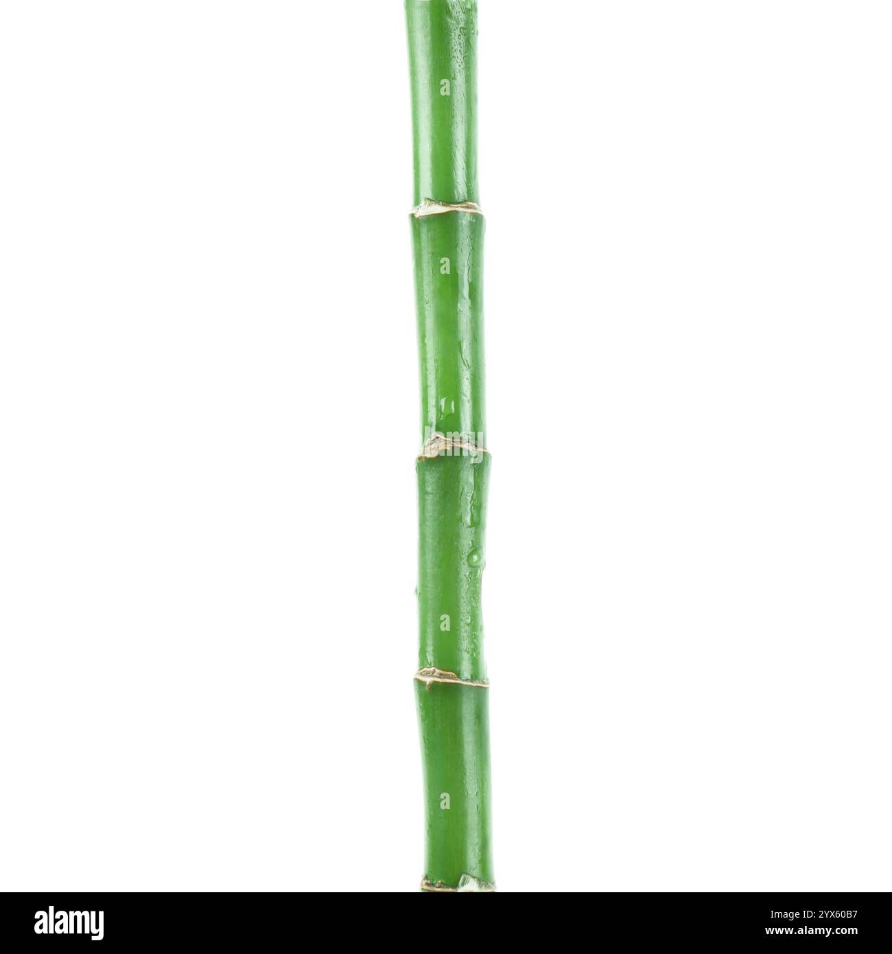 Beautiful bamboo isolated on hi-res stock photography and images - Alamy