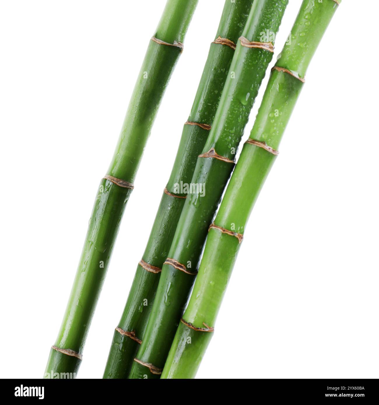 Beautiful bamboo isolated on hi-res stock photography and images - Alamy