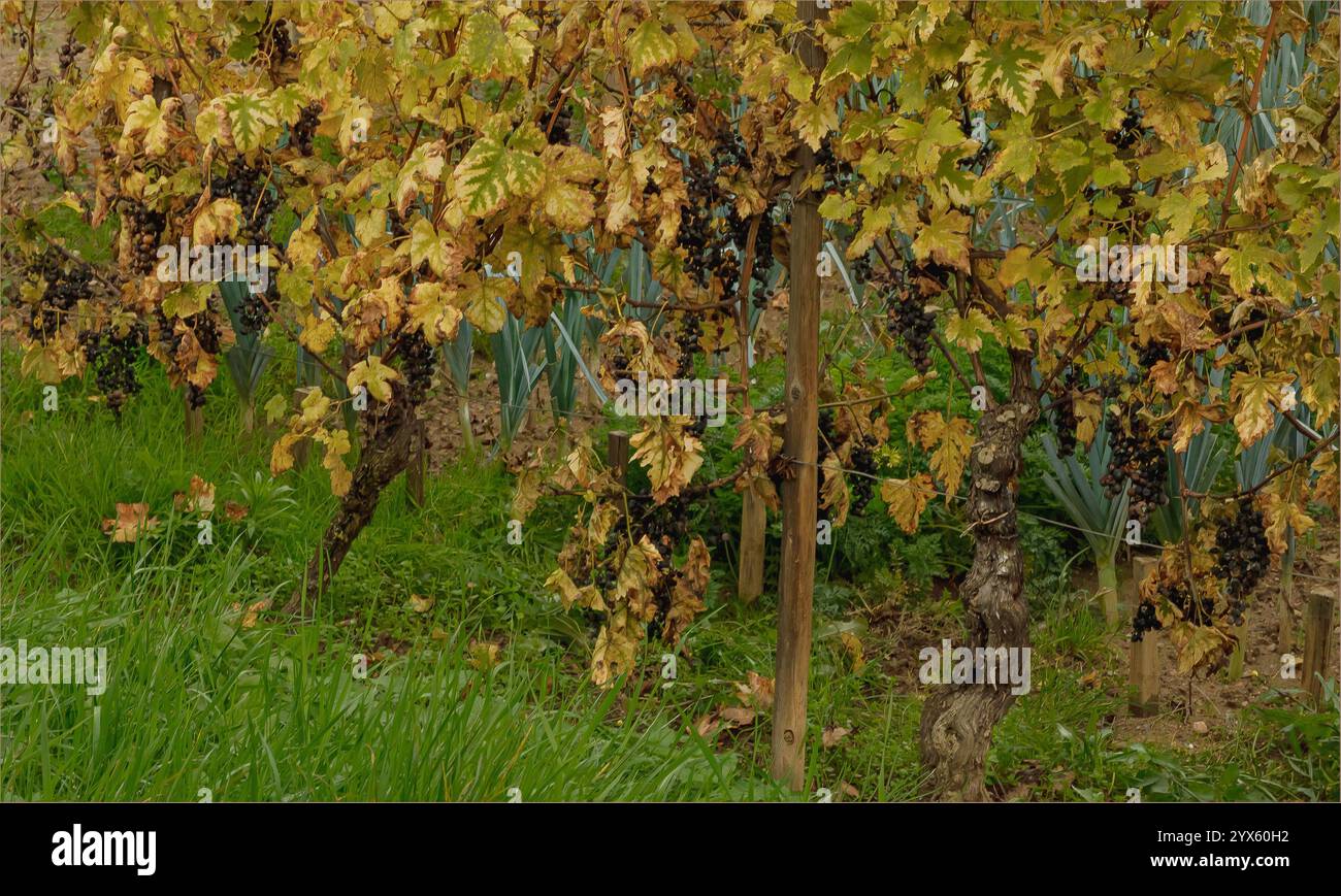 Rientzheim, Alsace, France - October 19th 2024 - Rotted dried out ...