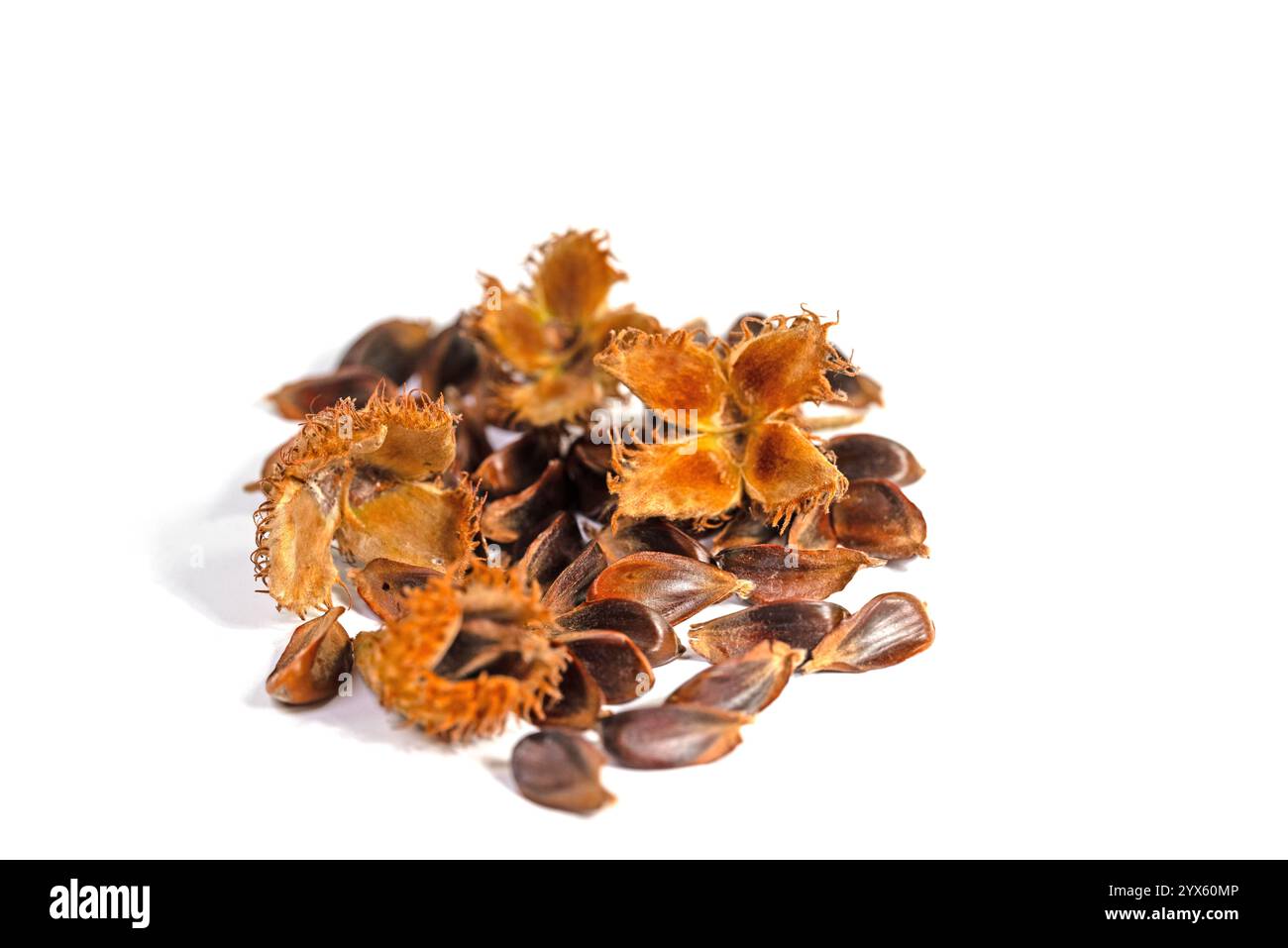 Beech nuts bird hi-res stock photography and images - Alamy