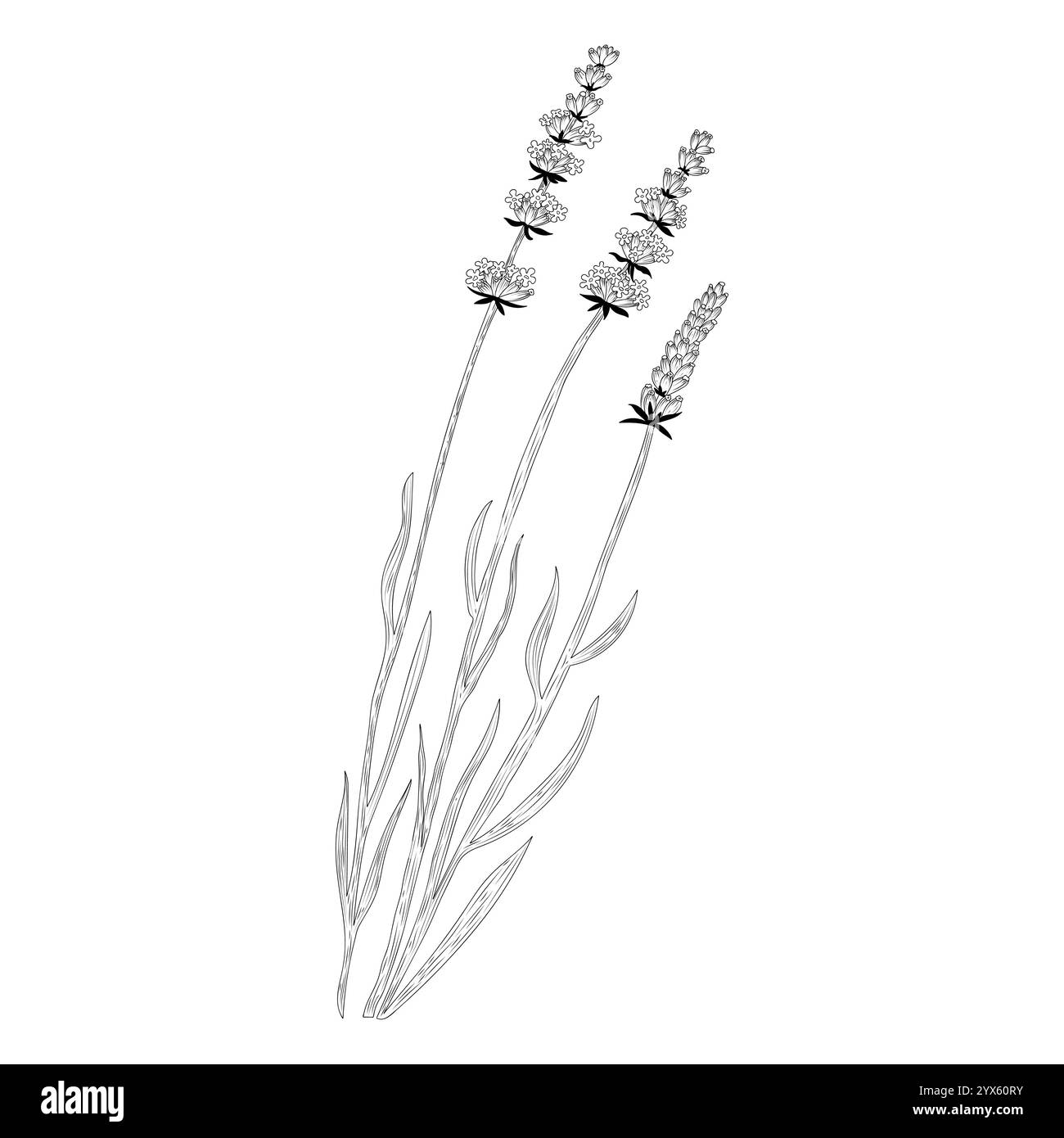 Hand-drawn lavender flower outline vector illustration, botanical ...