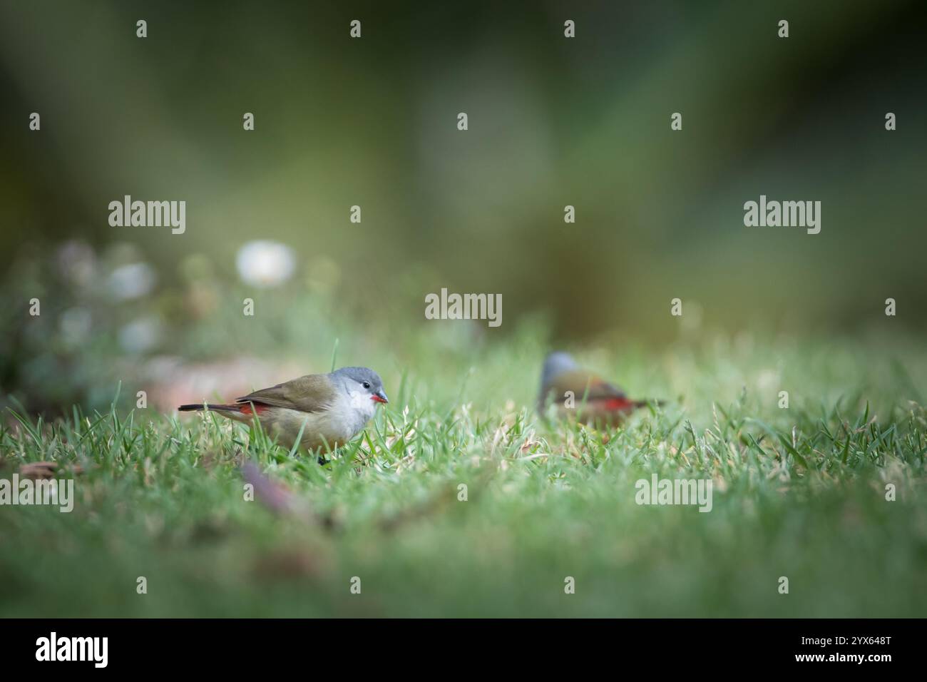 Yellow-bellied Waxbill, Estrilda quartinia, seen at Selsomseen is a ...