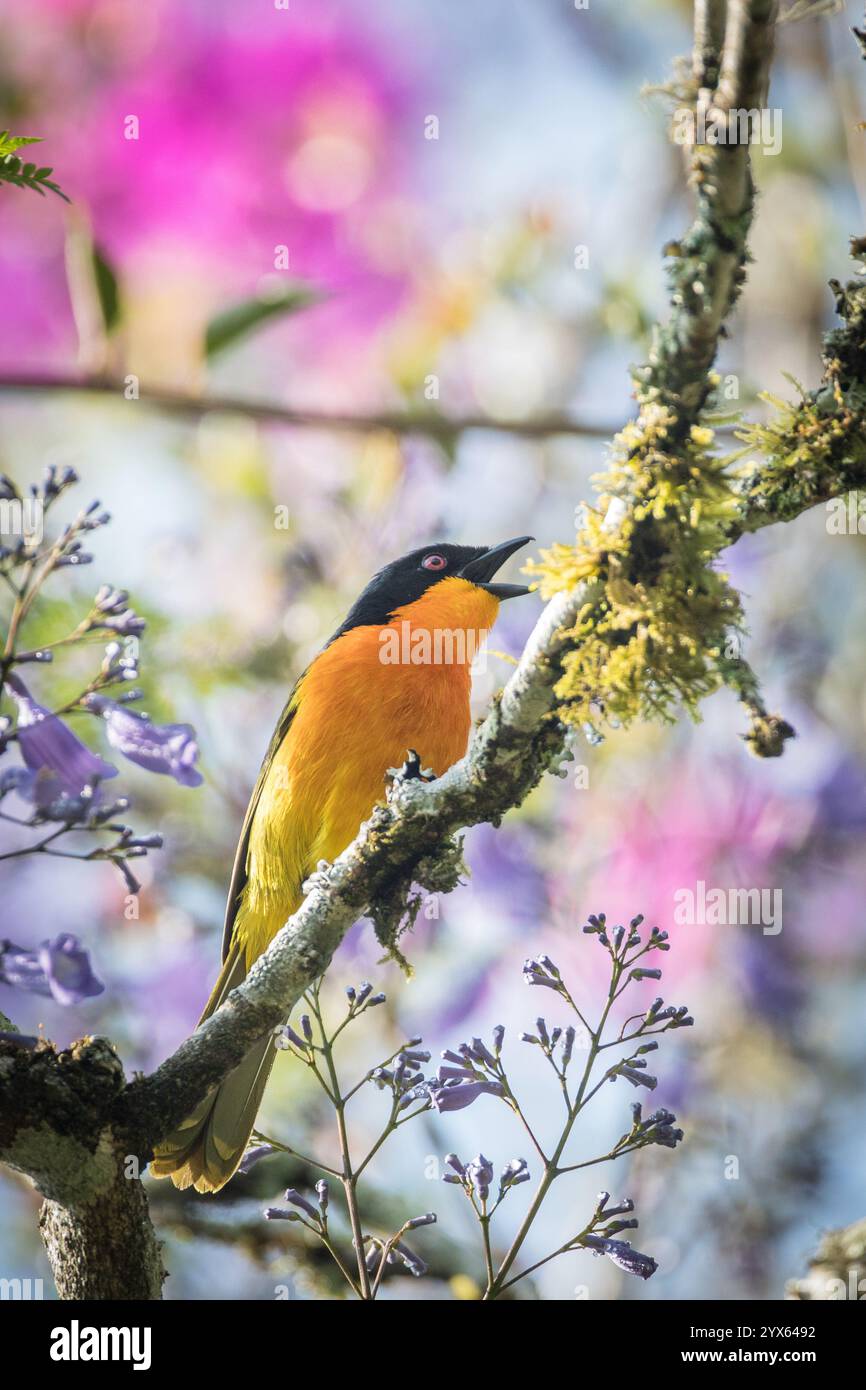 Black-fronted Bushshrike, Chlorophoneus nigrifrons, perched in blooming ...