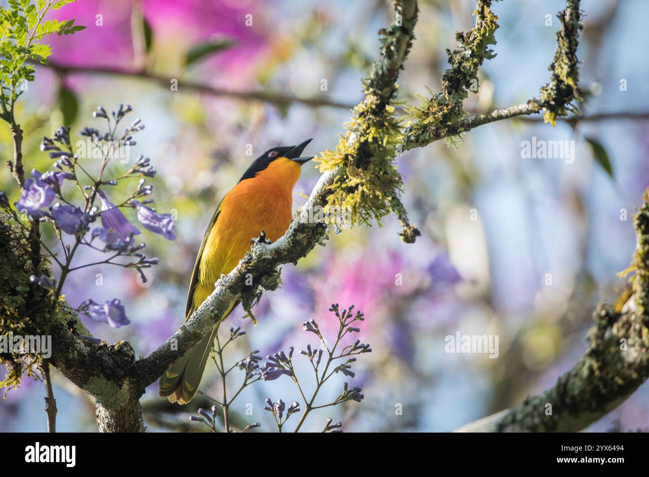 Jacaranda mimosifolia blooming hi-res stock photography and images - Alamy