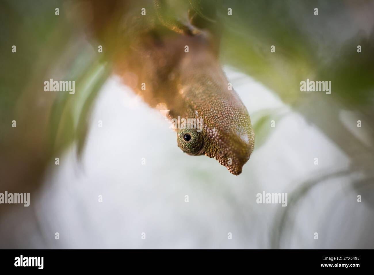Close up view of Marshall's pygmy chameleon, Rhampholeon marshalli, in ...