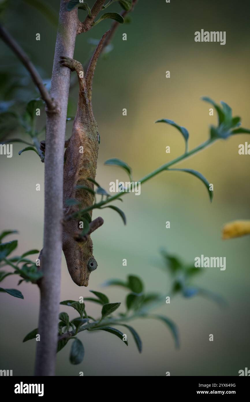 Close up view of Marshall's pygmy chameleon, Rhampholeon marshalli, in ...