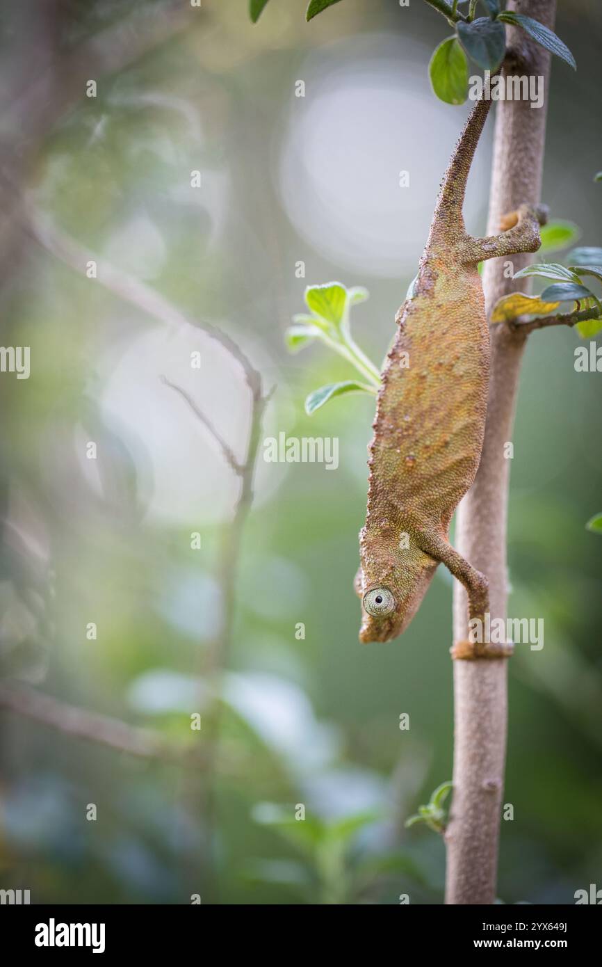 Close up view of Marshall's pygmy chameleon, Rhampholeon marshalli, in ...