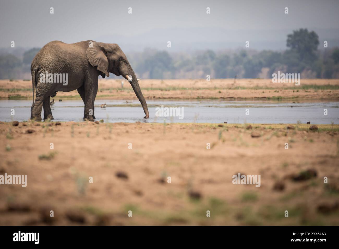 African savanna elephant bull, Loxodonta africana, drinks from the ...