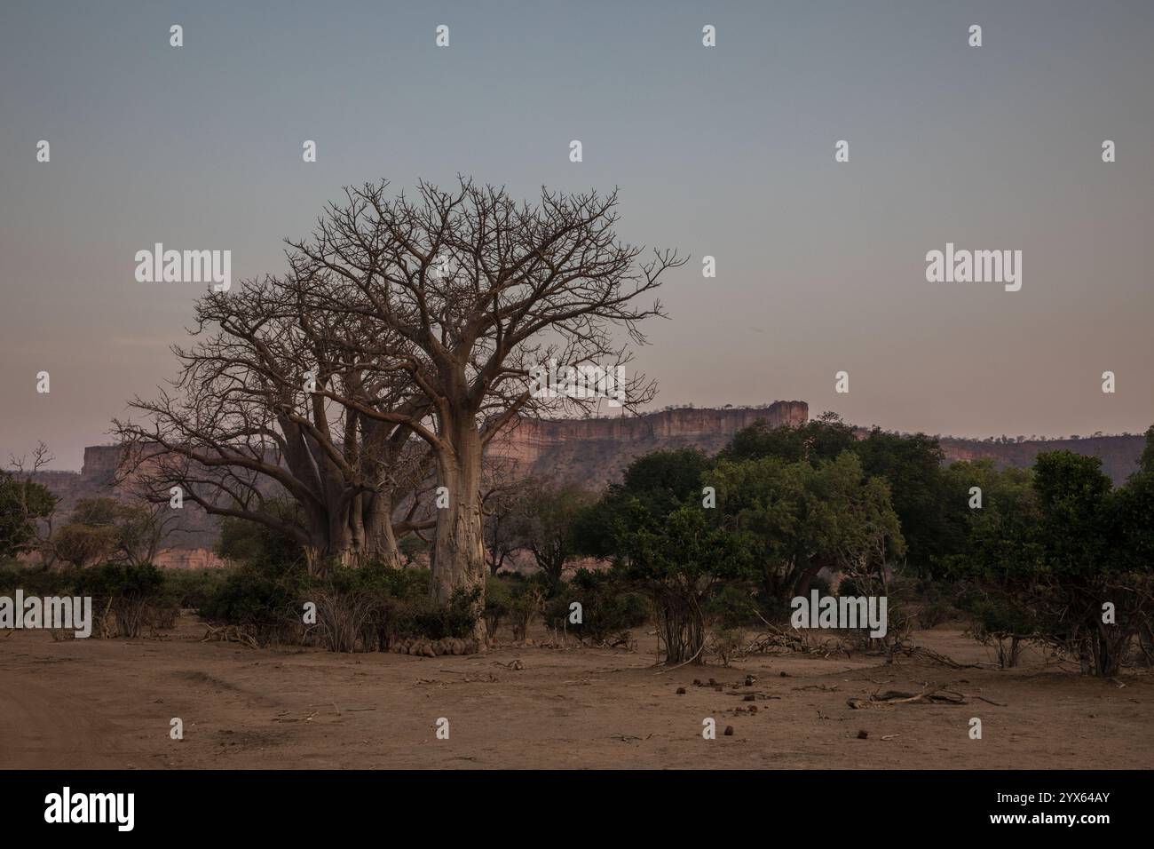 Scenic view of Baobab trees, Adansonia digitata, on the floodplain of ...