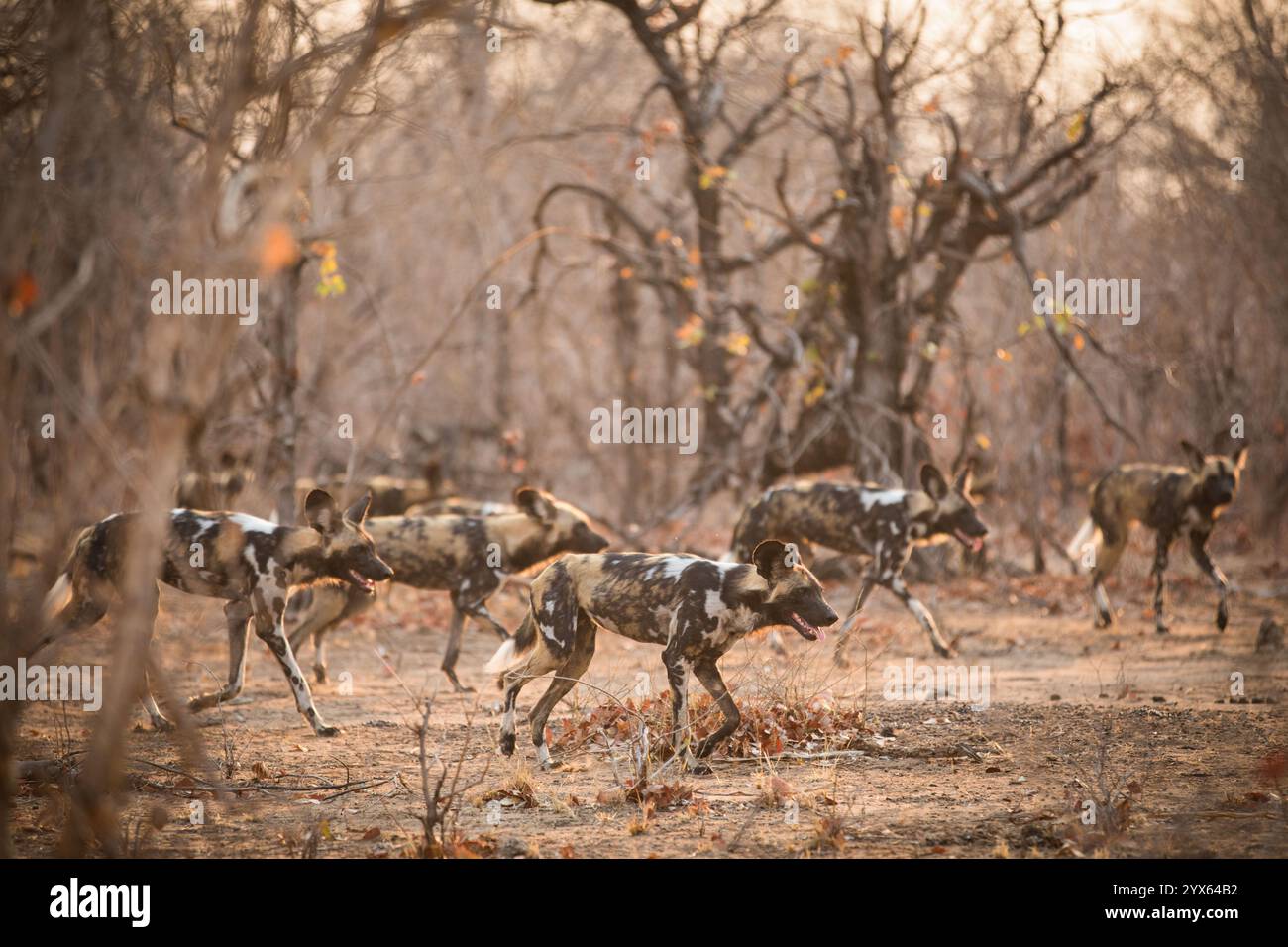 African wild dog pack hi-res stock photography and images - Alamy