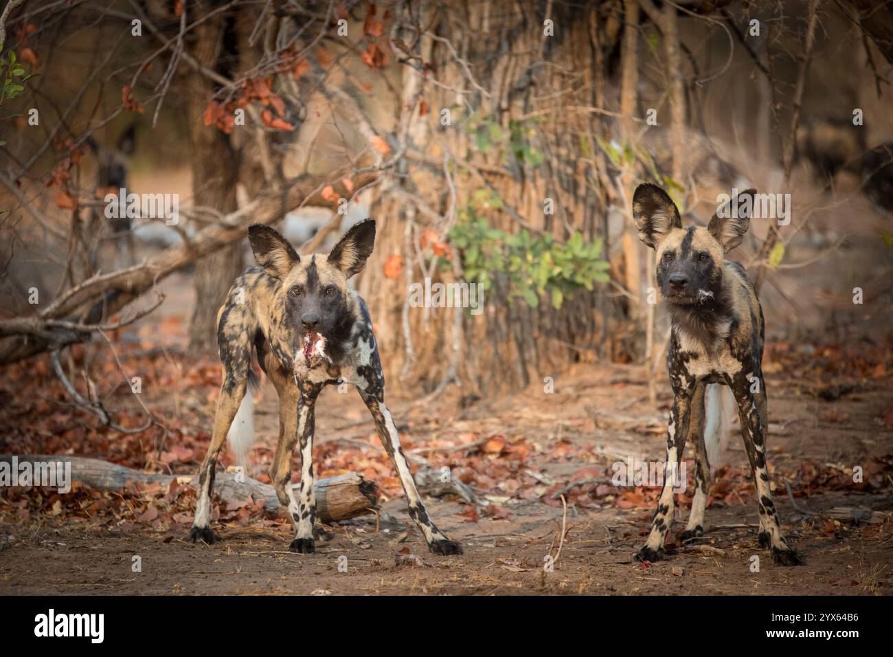 Pair of endangered African Wild Dogs, Lycaon pictus, eating small kill ...