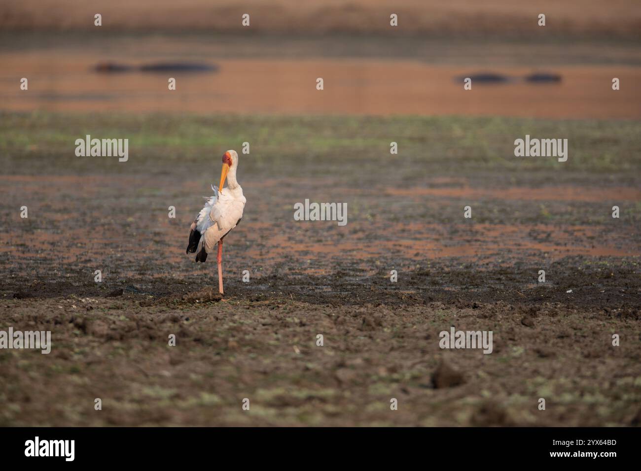 A Yellow-billed Stork, Mycteria ibis, preens in a dry pan, Gonarezhou ...