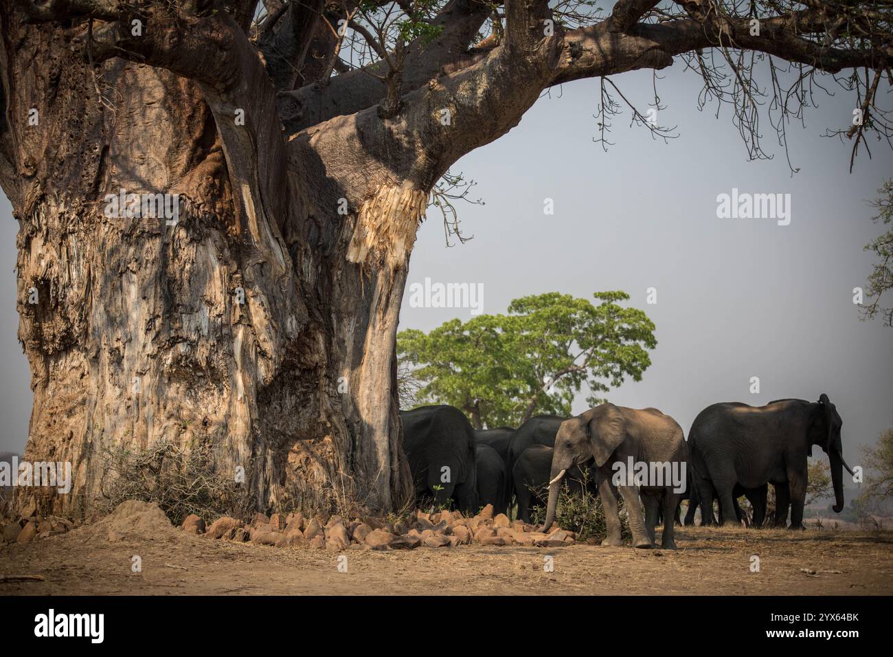 Baobab elephant damage zimbabwe hi-res stock photography and images - Alamy