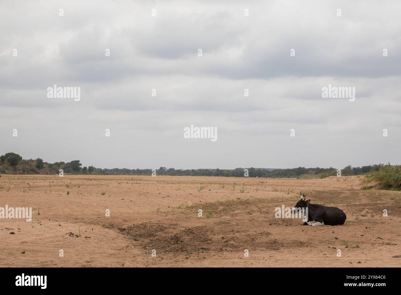 Nguni cattle hi-res stock photography and images - Alamy