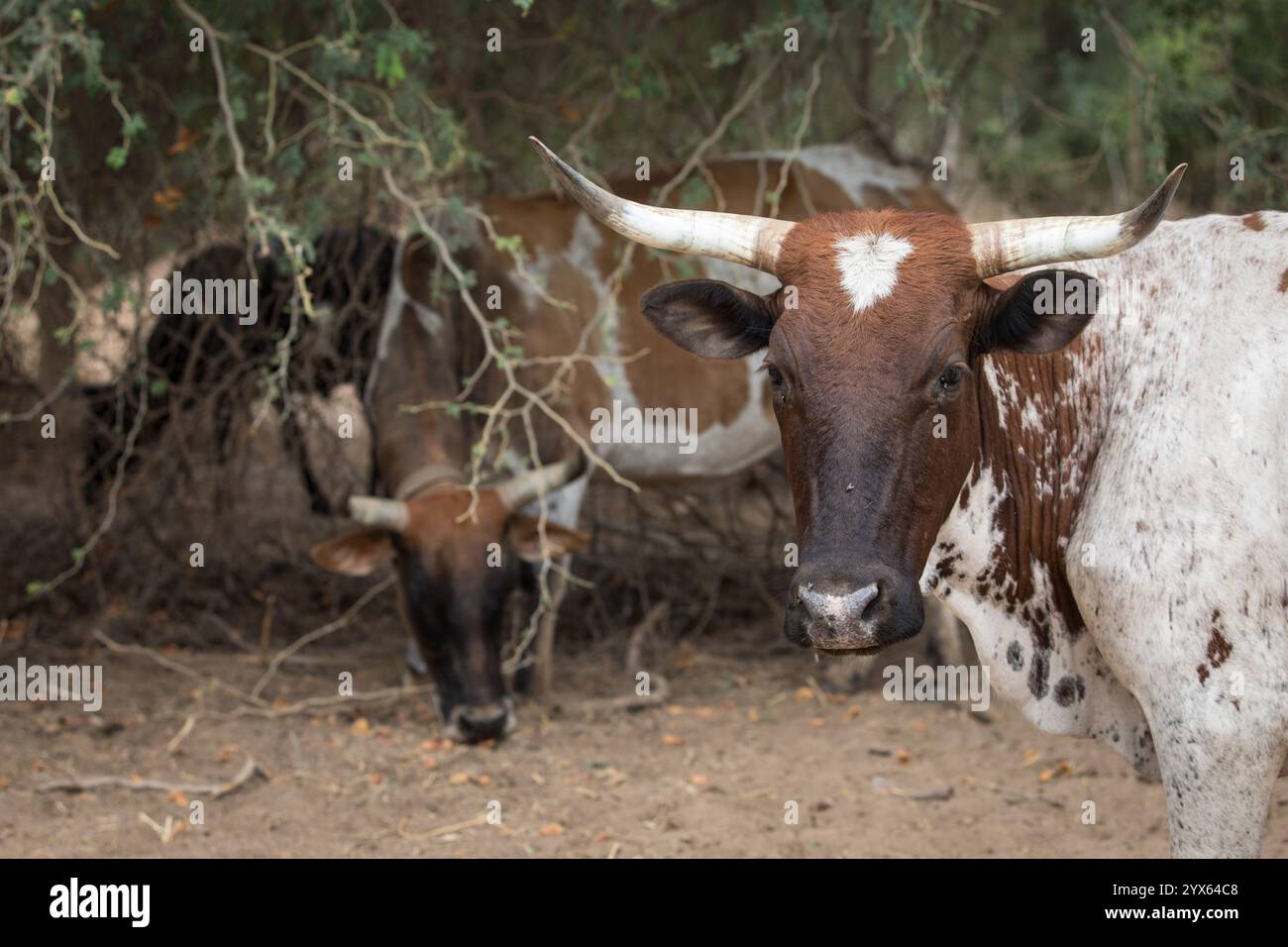 Nguni cattle hi-res stock photography and images - Alamy