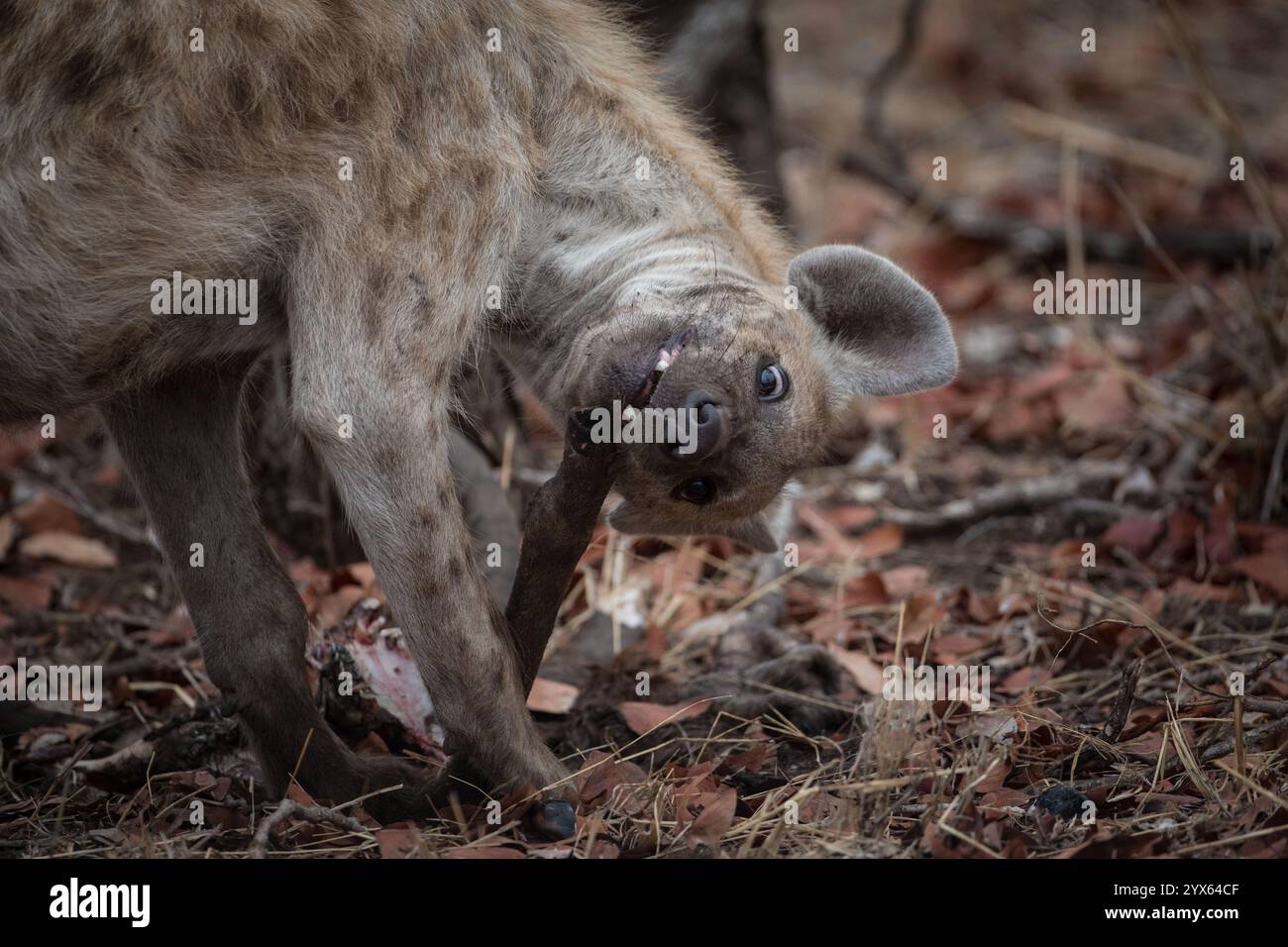 A Spotted hyena, Crocuta crocuta, chews on a kill in mopane woodlands ...