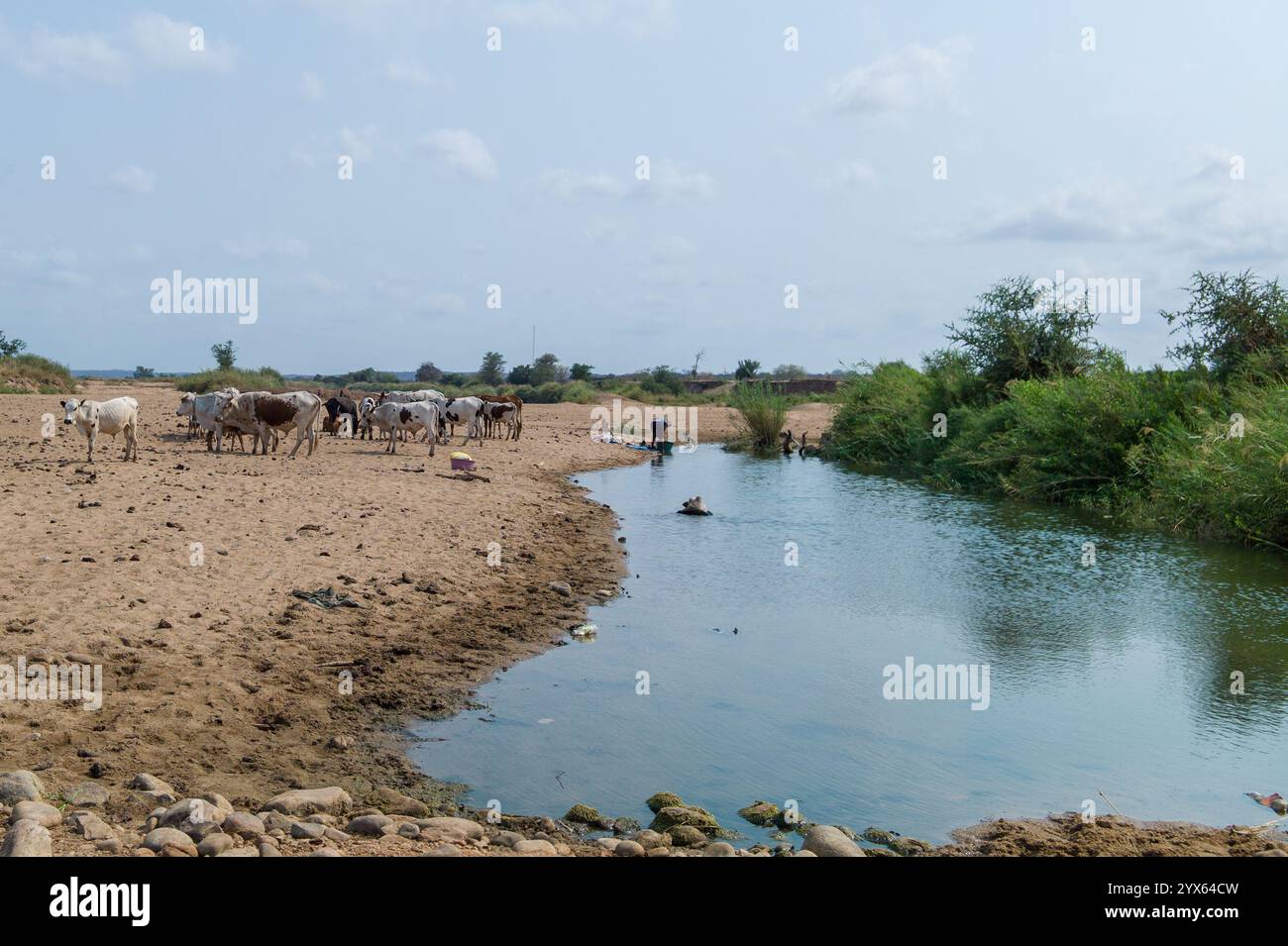 A herd of Nguni cattle gather near the remnants of the Limpopo River ...