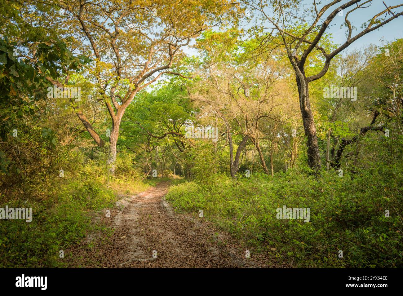 A sandy road winds through dense miombo woodlands and sand forests in ...