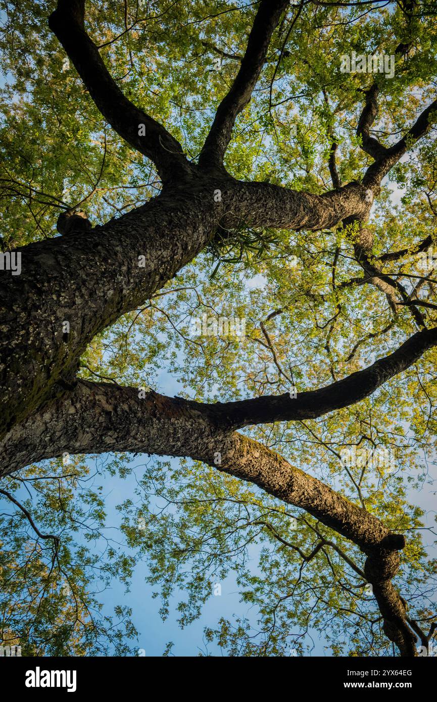 Canopy forest low angle trunk hi-res stock photography and images - Alamy