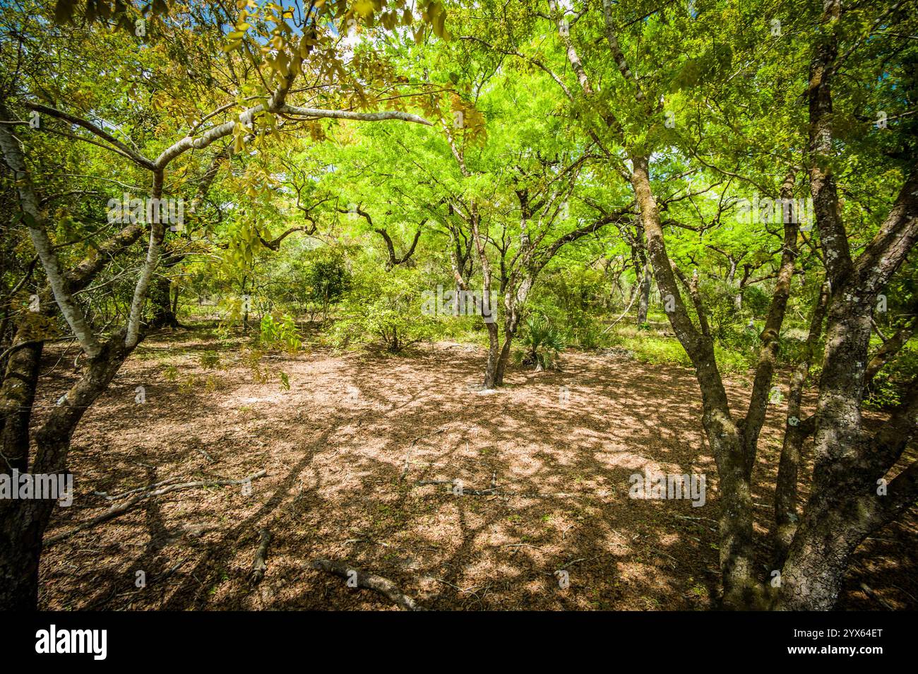 A sandy road winds through dense miombo woodlands and sand forests in ...